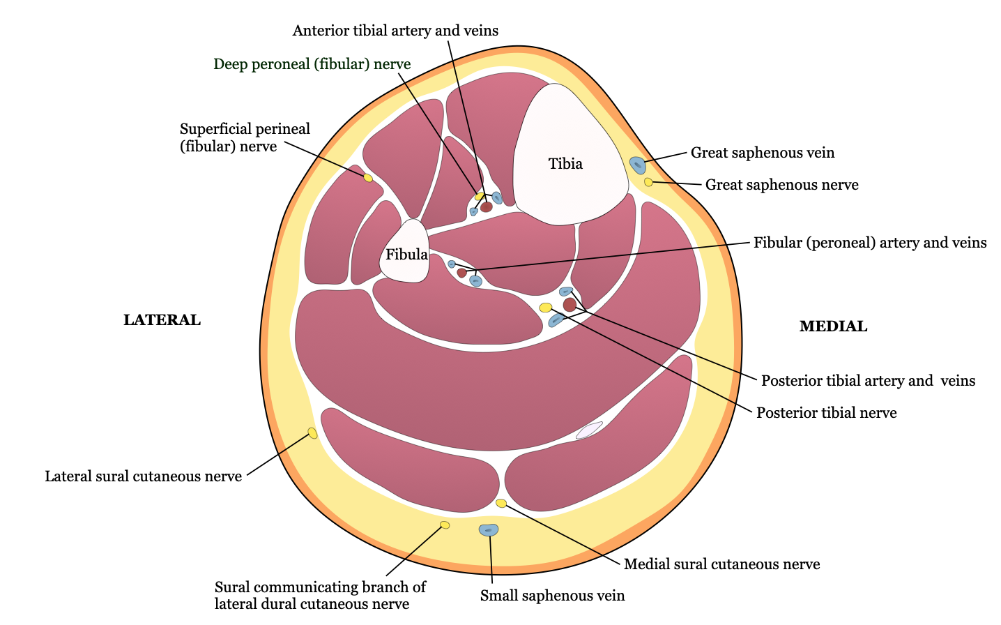 Acute Compartment Syndrome, leg – SURGERY STUDENT